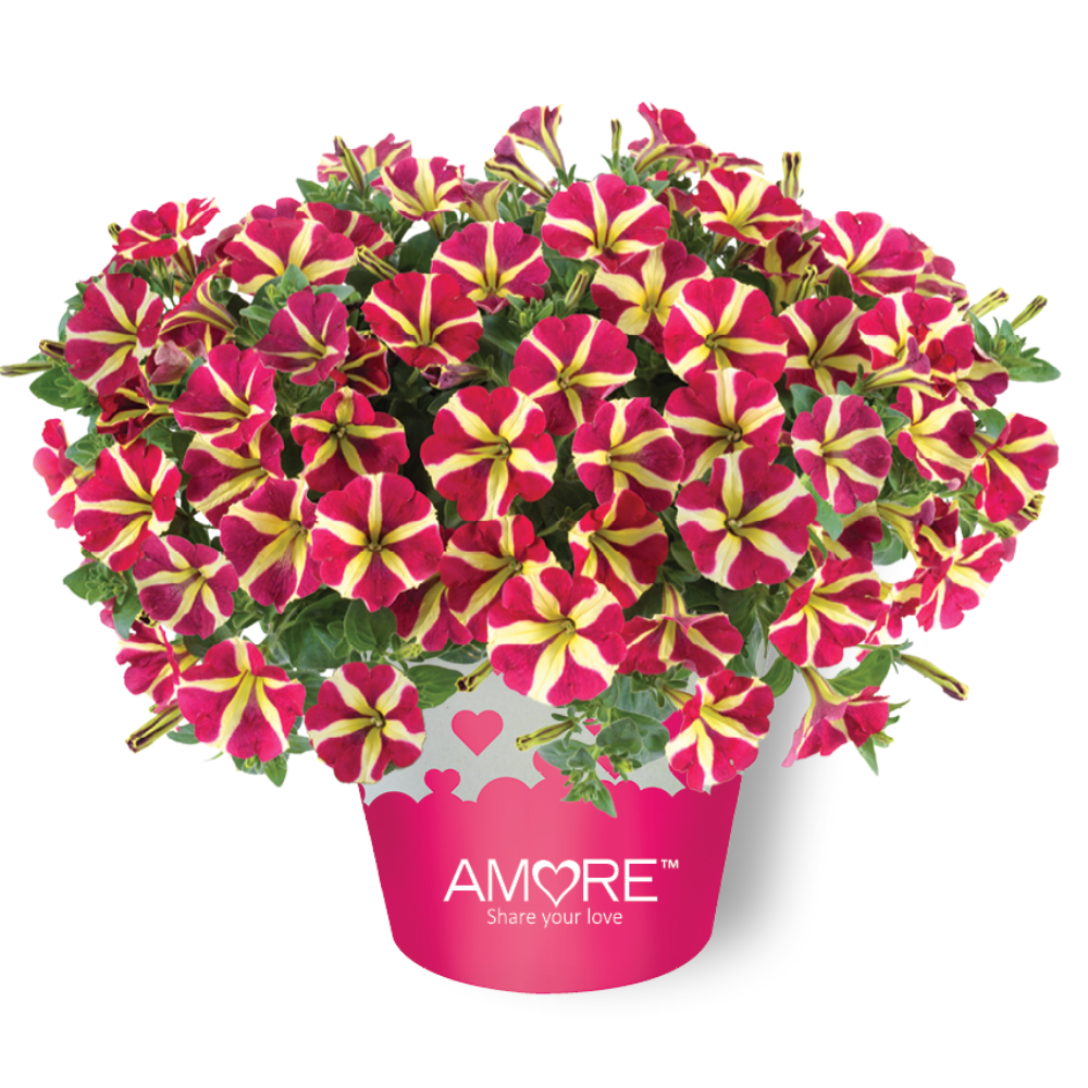 Купити Петунія Amore Queen of Hearts Петунія Amore Queen of Hearts в ...